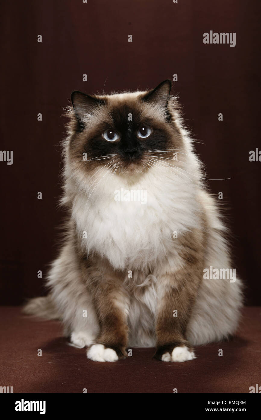 Hg Braun High Resolution Stock Photography and Images - Alamy