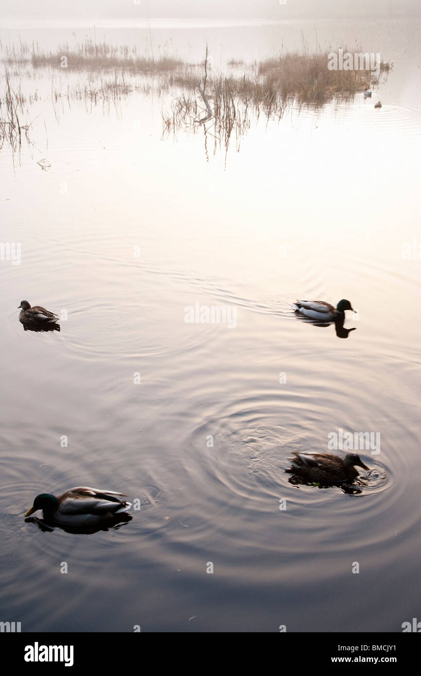 Ducks in Pond Stock Photo - Alamy