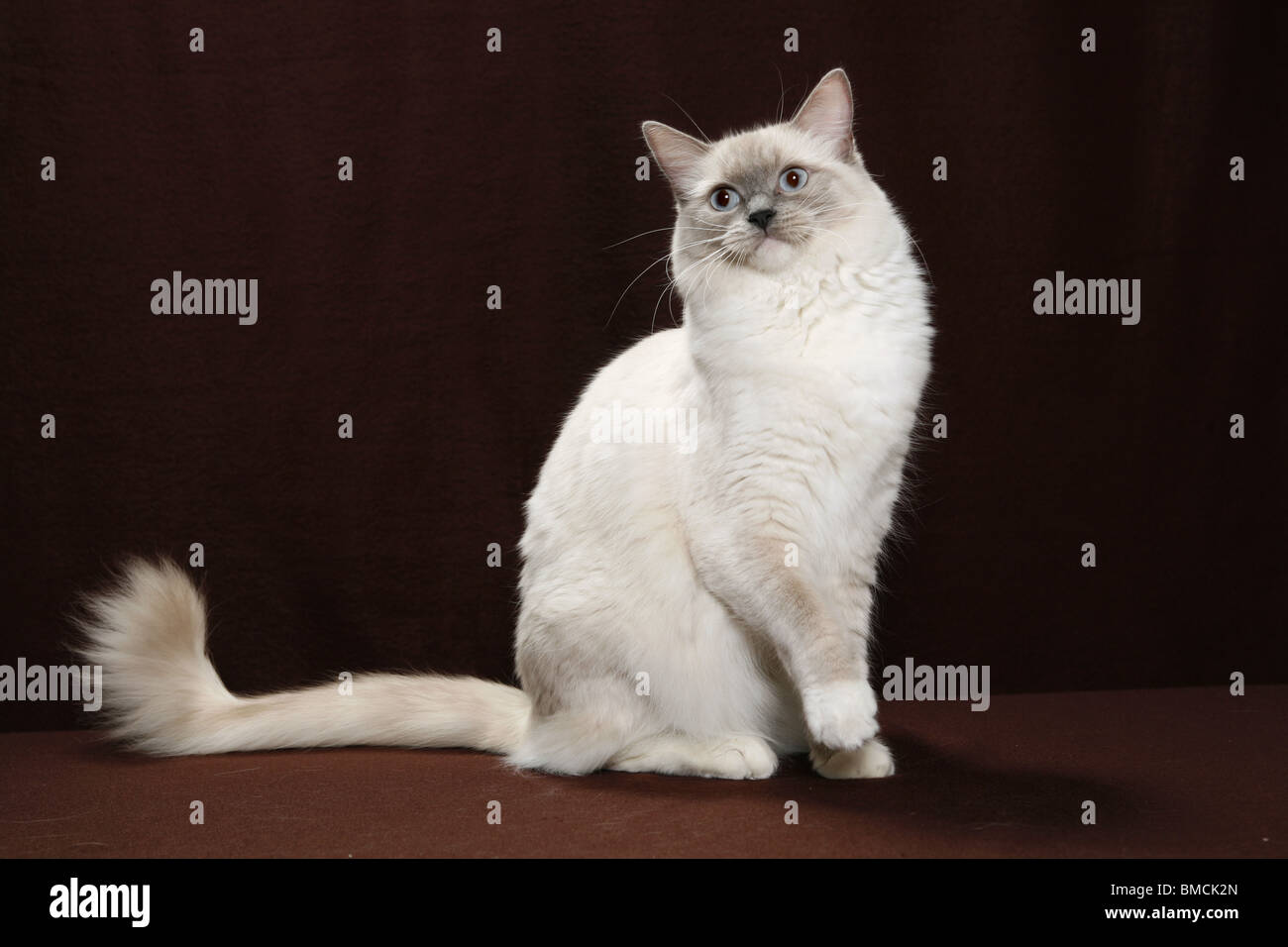 sitzende Ragdoll / sitting Ragdoll Stock Photo - Alamy