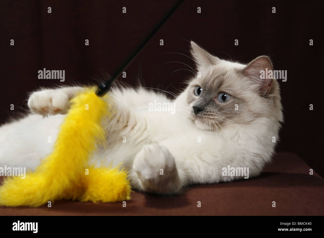 spielende Ragdoll / playing Ragdoll Stock Photo - Alamy