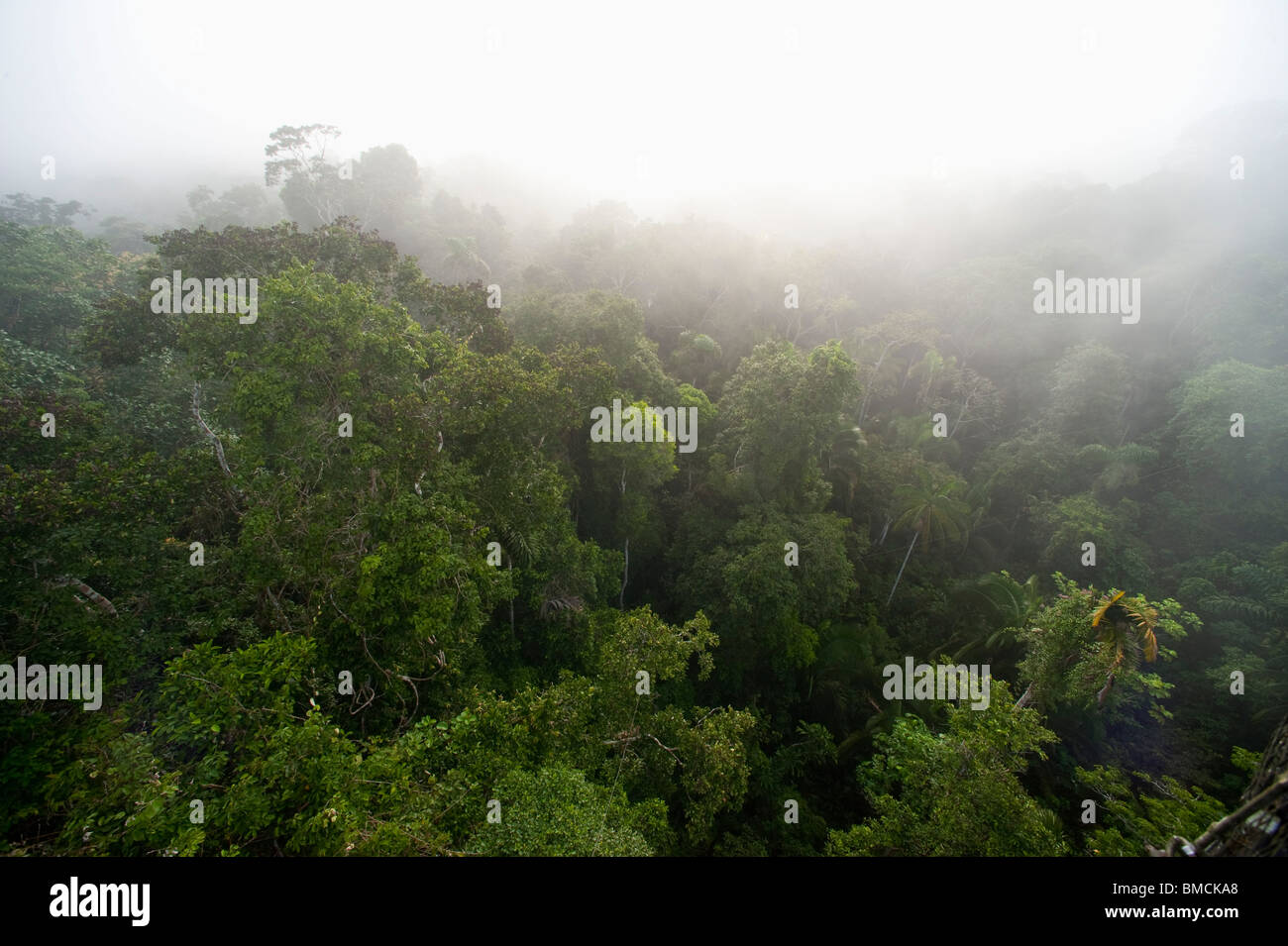 Amazon rainforest looking down hi-res stock photography and images - Alamy