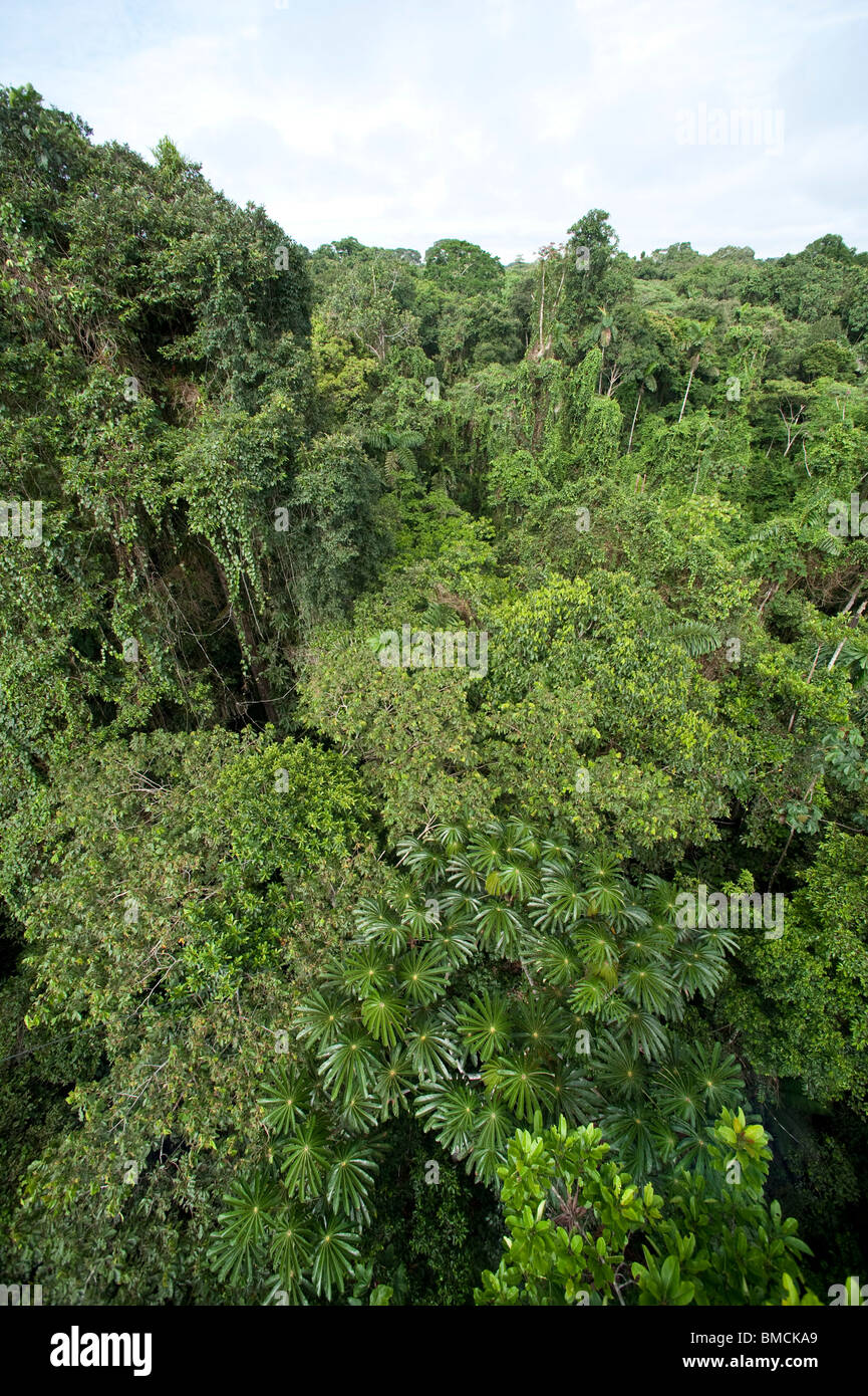 Amazon rainforest looking down hi-res stock photography and images - Alamy