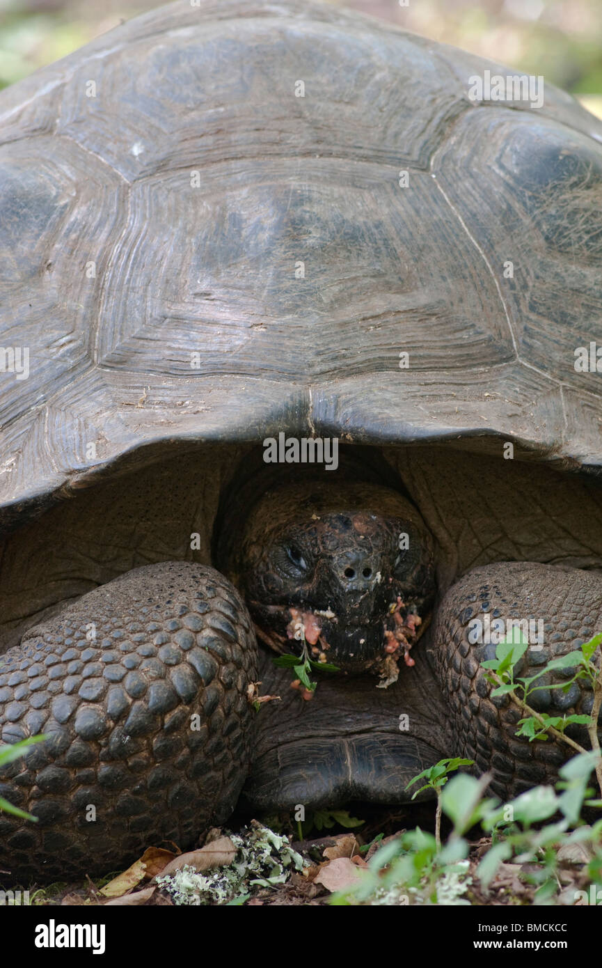 Galapagos Giant Tortoise, Santa Cruz Island, Galapagos Islands, Ecuador ...