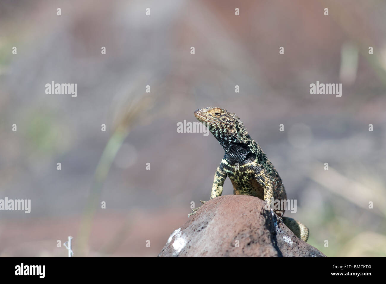Lava Lizard, Isla Espanola, Galapagos Islands, Ecuador Stock Photo - Alamy
