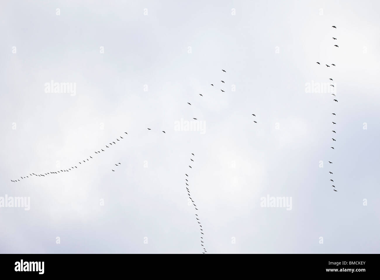 Geese Flying in V-Formation, Migrating South for Winter, Oregon, USA ...