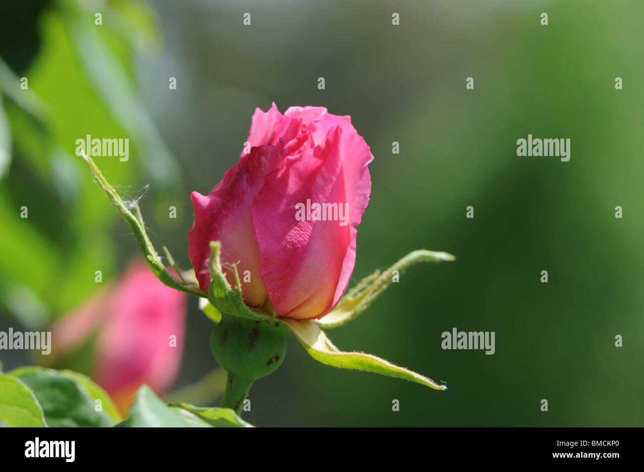 Rose lady waterlow hi-res stock photography and images - Alamy