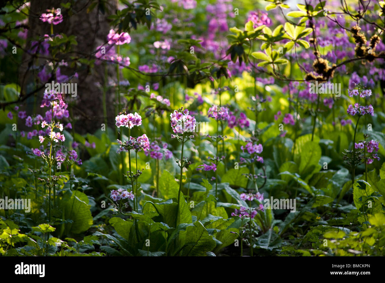 Crystal Springs Rhododendron Garden, Portland, Oregon, USA Stock Photo ...