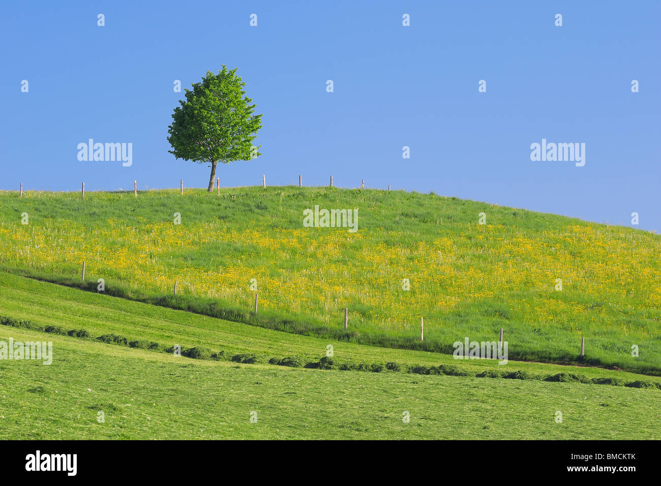 Lime Tree, Bavaria, Germany, Europe Stock Photo - Alamy