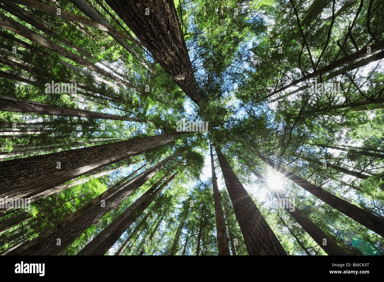Trees, Olympic National Park, Washington State, USA Stock Photo - Alamy