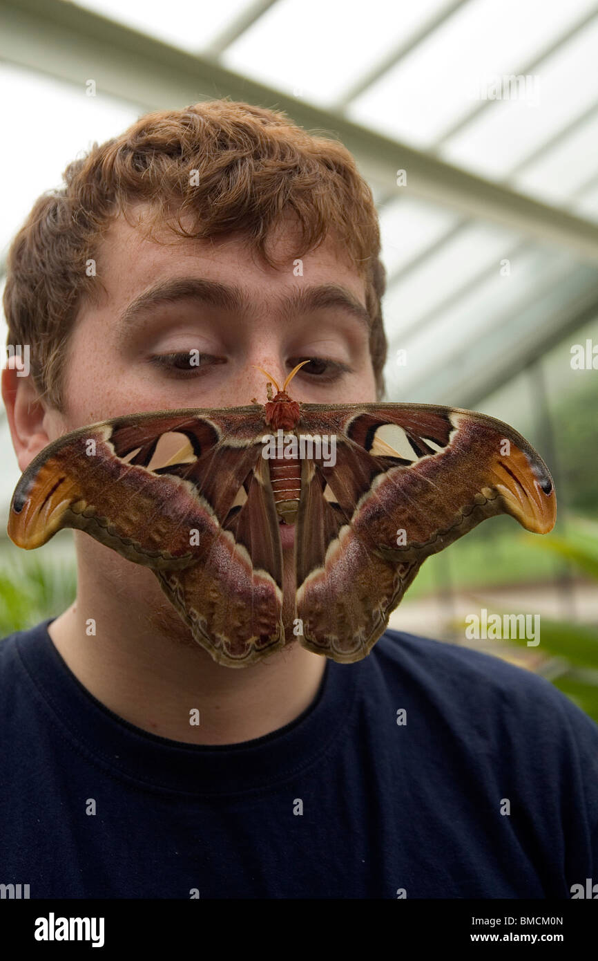 Attacus atlas moth giant butterfly hi-res stock photography and images ...
