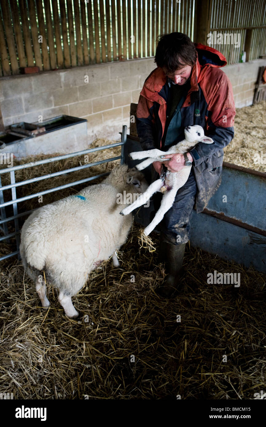 Farmer Jonathan Crump with sheep and lamb at Standish Park Farm ...