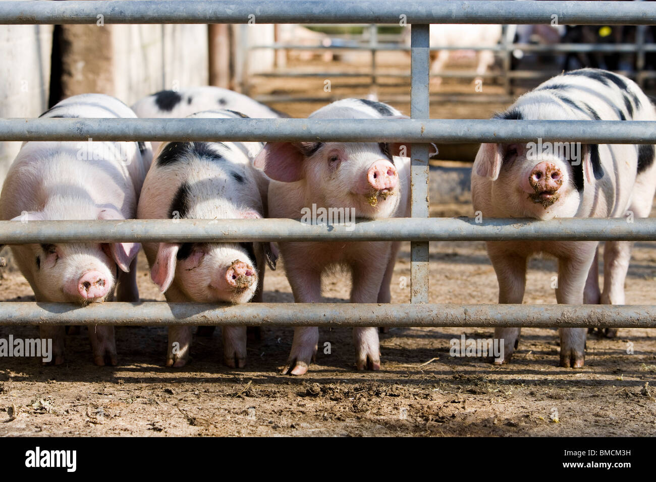 Young Gloucestershire Old Spot pigs in farm yard. Gloucestershire ...