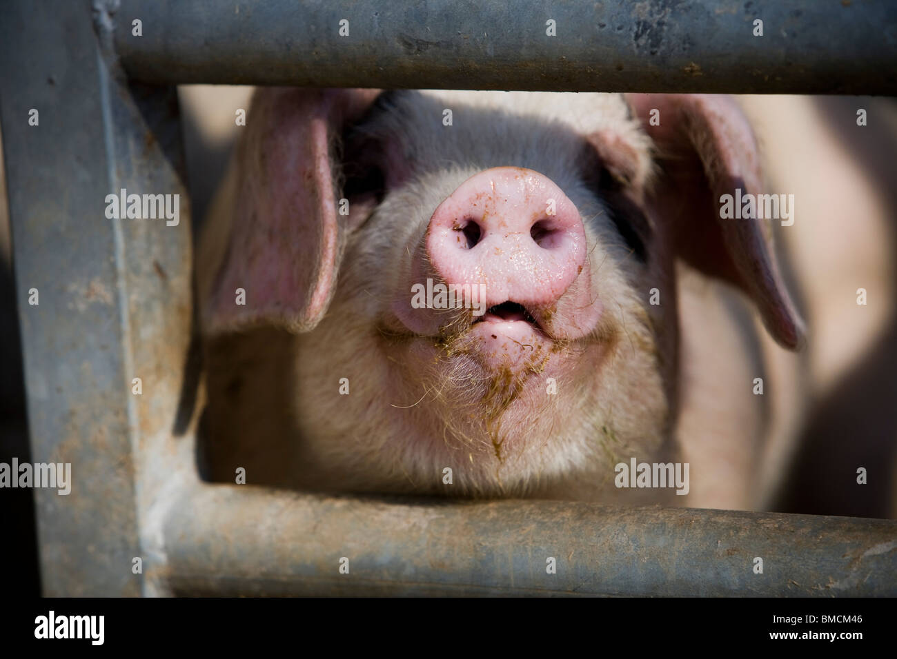 Gloucestershire old spot pig hi-res stock photography and images - Alamy