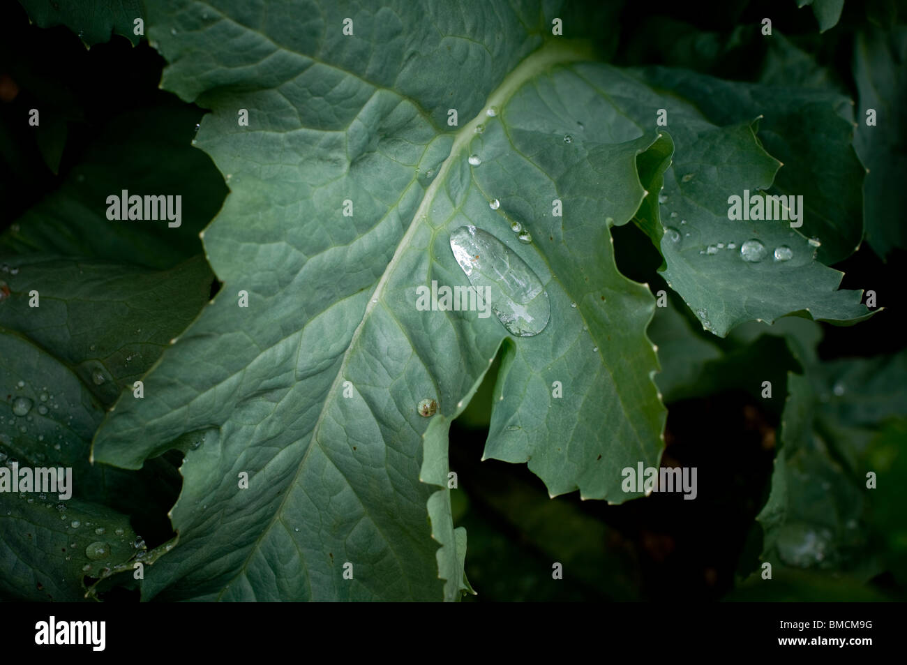Poppy leaves hi-res stock photography and images - Alamy