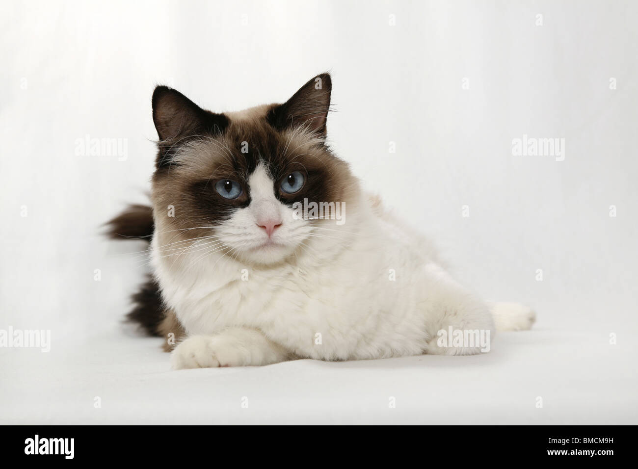 Weibliche ragdoll katze hi-res stock photography and images - Alamy