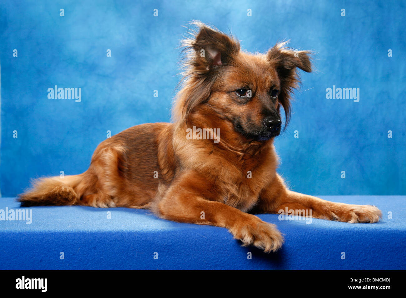 Mischling / dog Stock Photo - Alamy