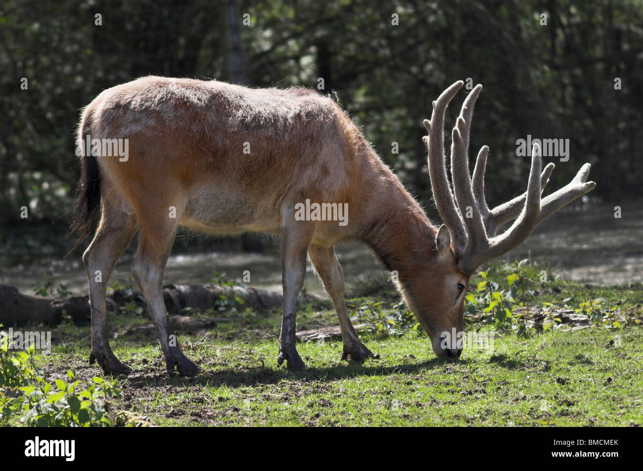 PERE DAVID'S DEER grazing (Elaphurus davidianus) Extinct in the wild ...