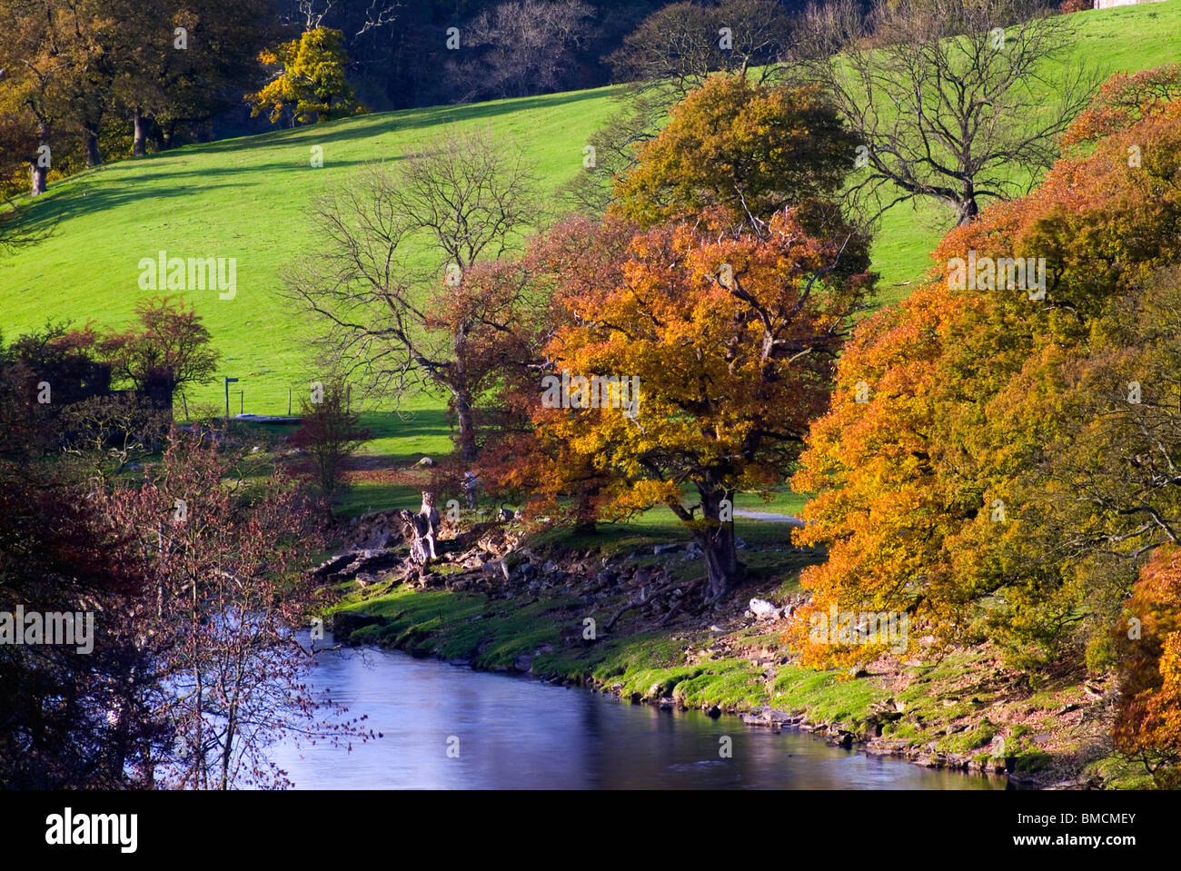 Autumn (fall) colours in Strid Wood, Bolton Abbey, North Yorkshire ...