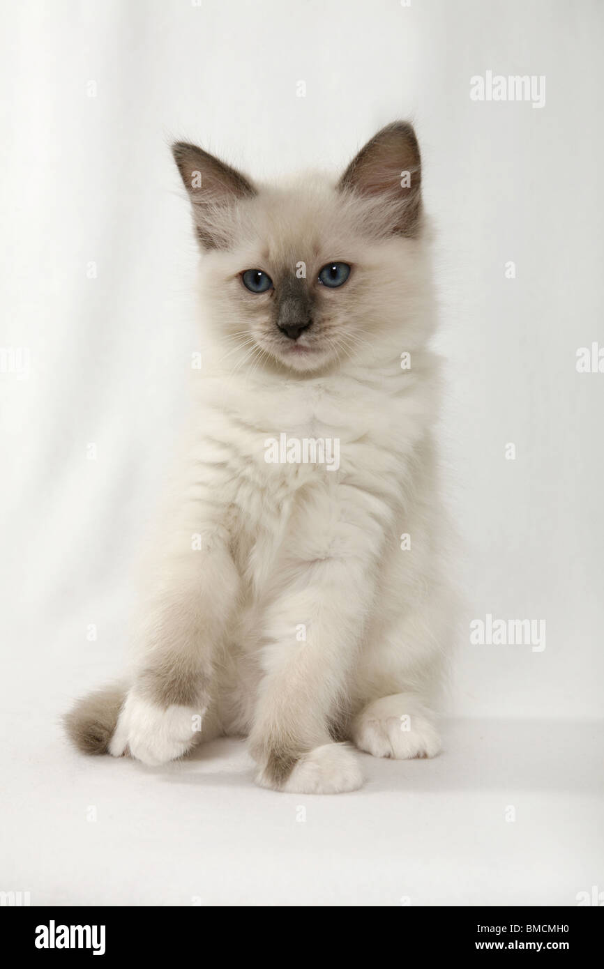 Ragdoll Kätzchen / Ragdoll Kitten Stock Photo - Alamy