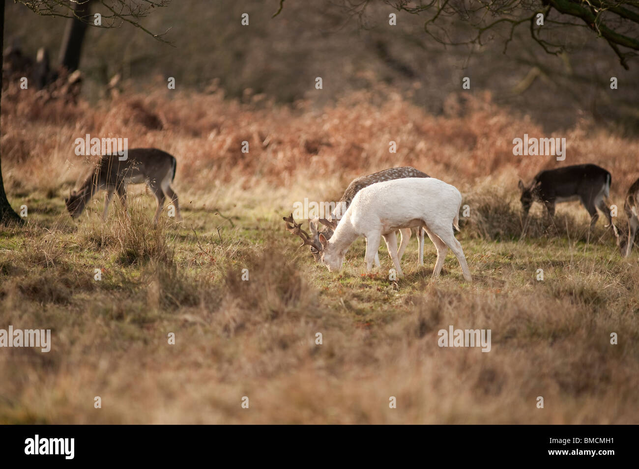 White Fallow Deer (Dama dama) with Spotted Fallow Deer Stock Photo - Alamy