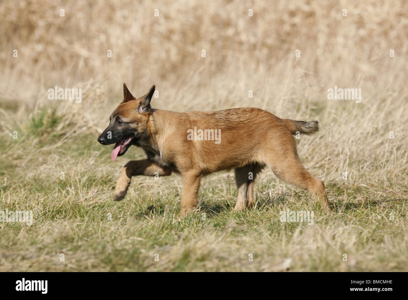 Hund malinois hi-res stock photography and images - Alamy