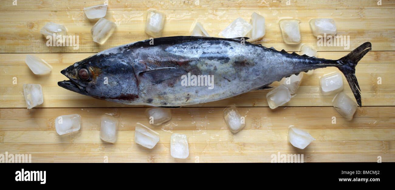 Bonito fish fishy seafood sea ocean animal Stock Photo - Alamy