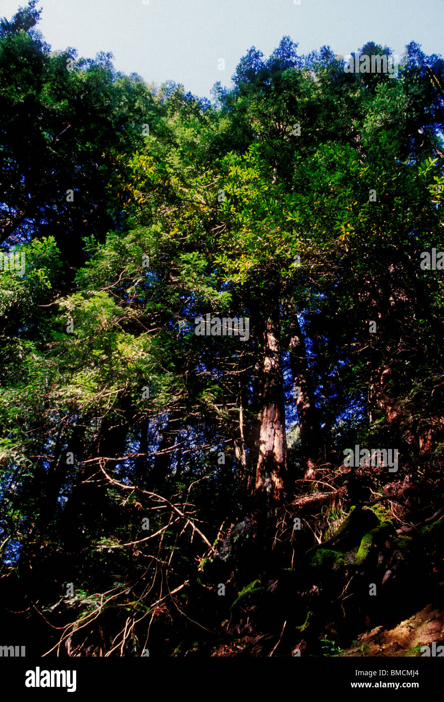trees, flora, Mount Tamalpais State Park, Marin County, California ...