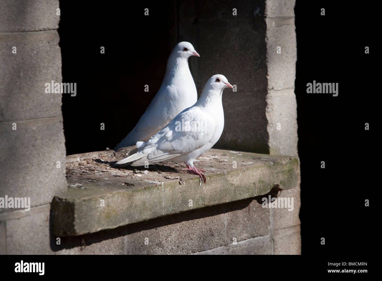White doves in the window of a farm stable. Gloucestershire. United ...