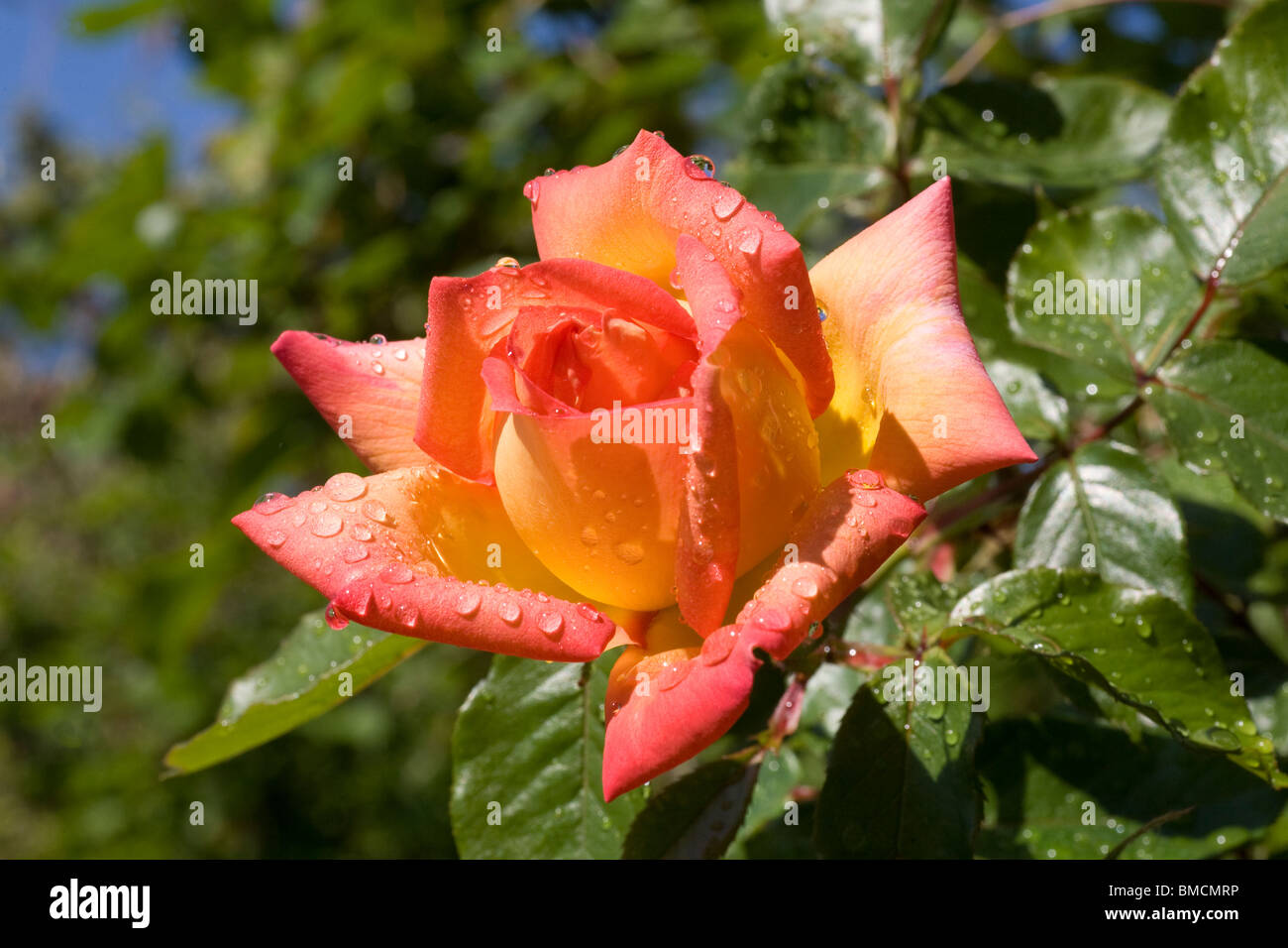 Red and yellow rose flower Stock Photo - Alamy