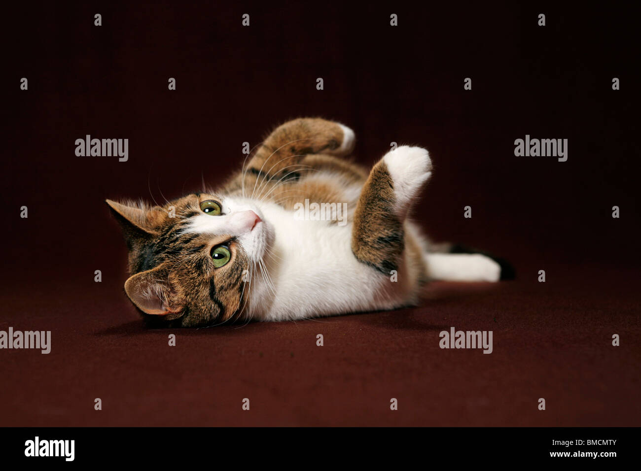 Walzt High Resolution Stock Photography and Images - Alamy
