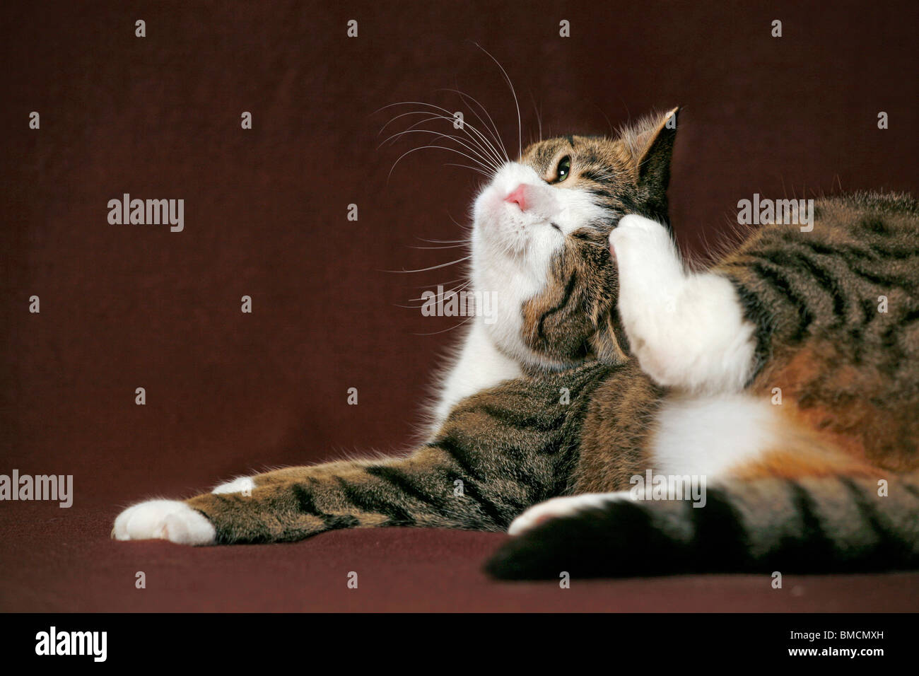 Katze / domestic cat Stock Photo - Alamy