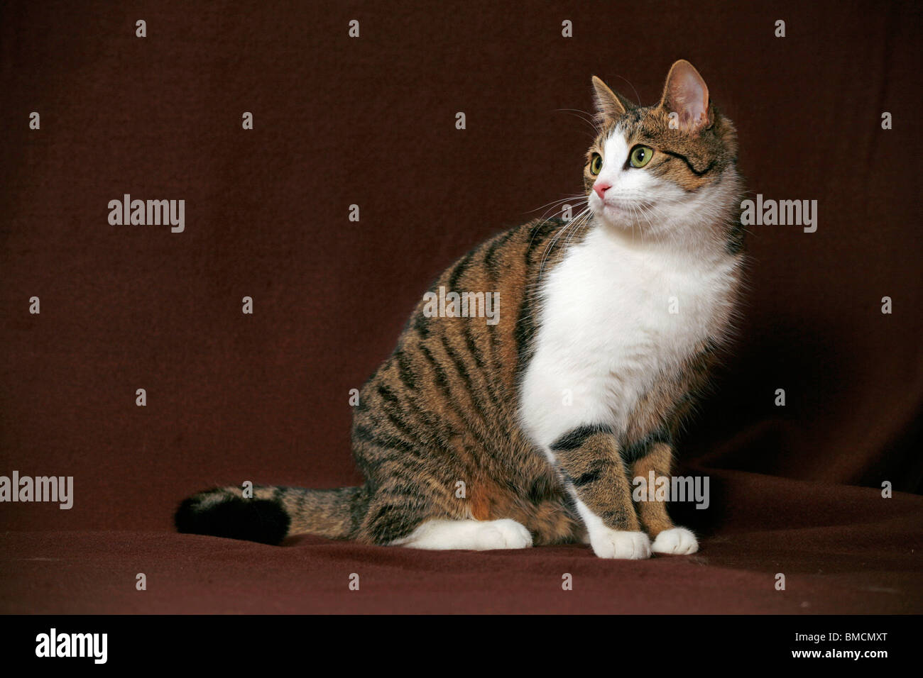 sitzende Katze / sitting cat Stock Photo - Alamy