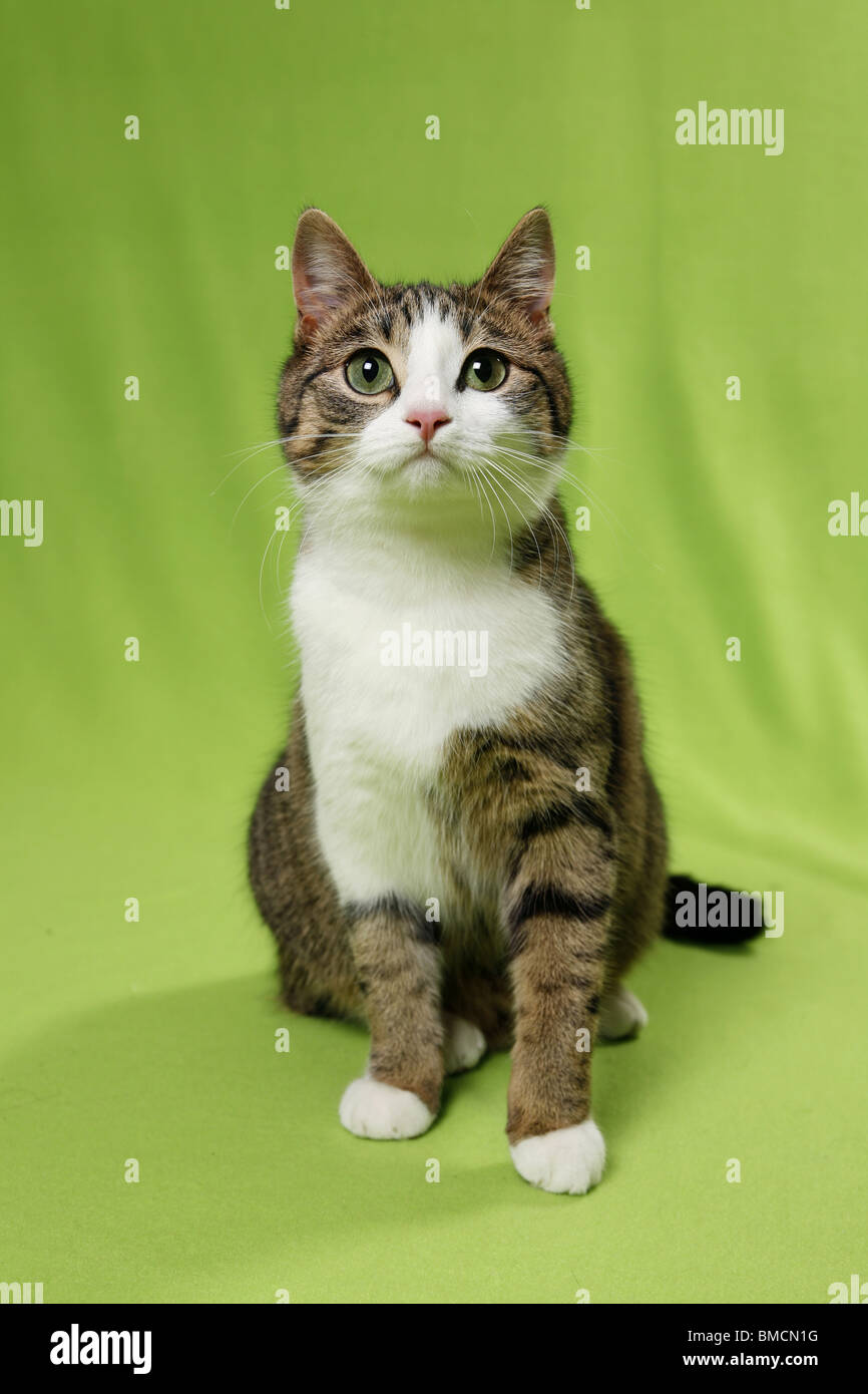 sitzende Katze / sitting cat Stock Photo - Alamy