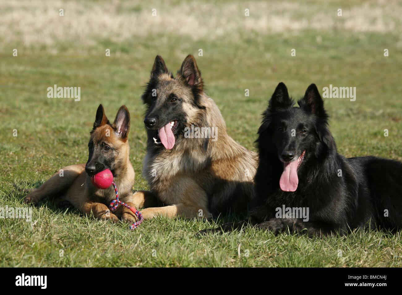 Belgian Sheepdog Border Collie Mix