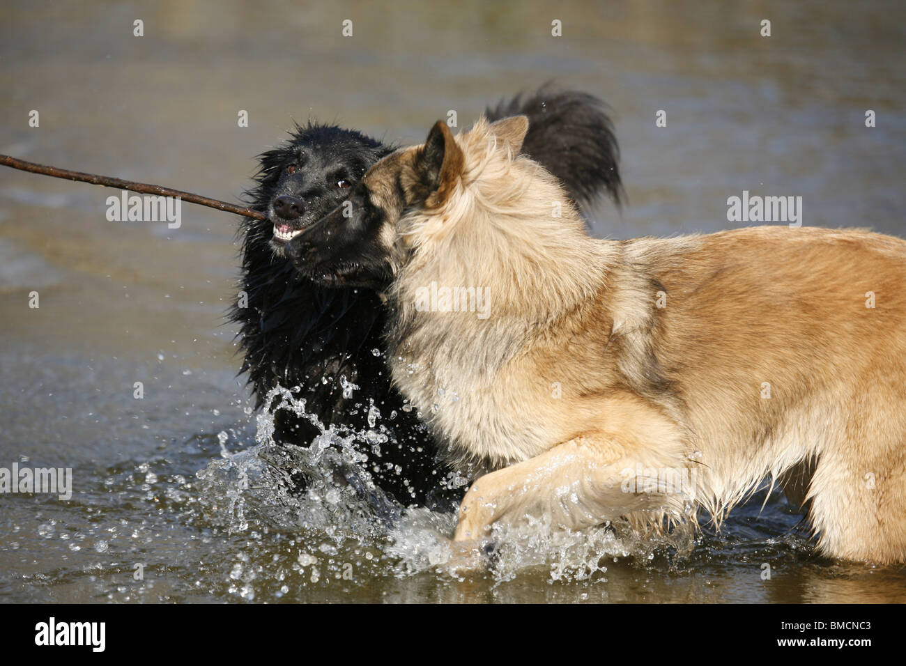 spielende Hunde / playing dogs Stock Photo - Alamy
