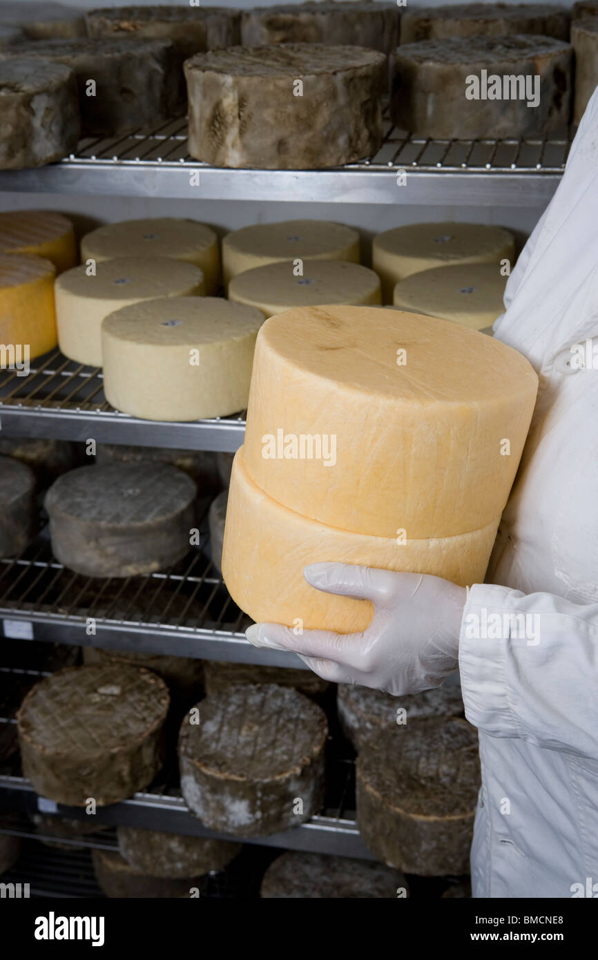 Cheese maker making traditional Single and Double Gloucester cheeses ...