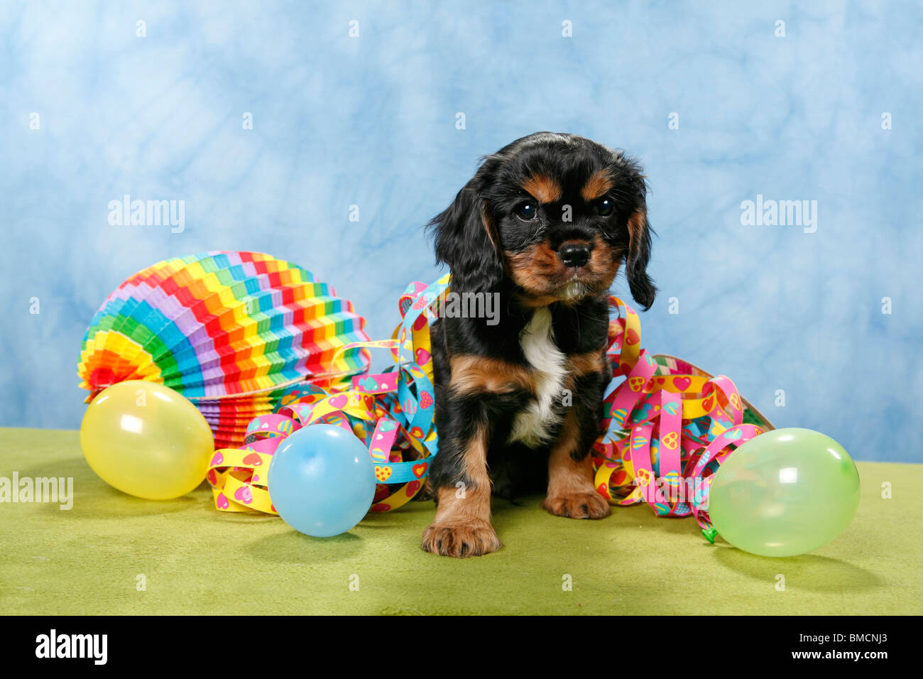Cavalier king charles birthday hi-res stock photography and images - Alamy