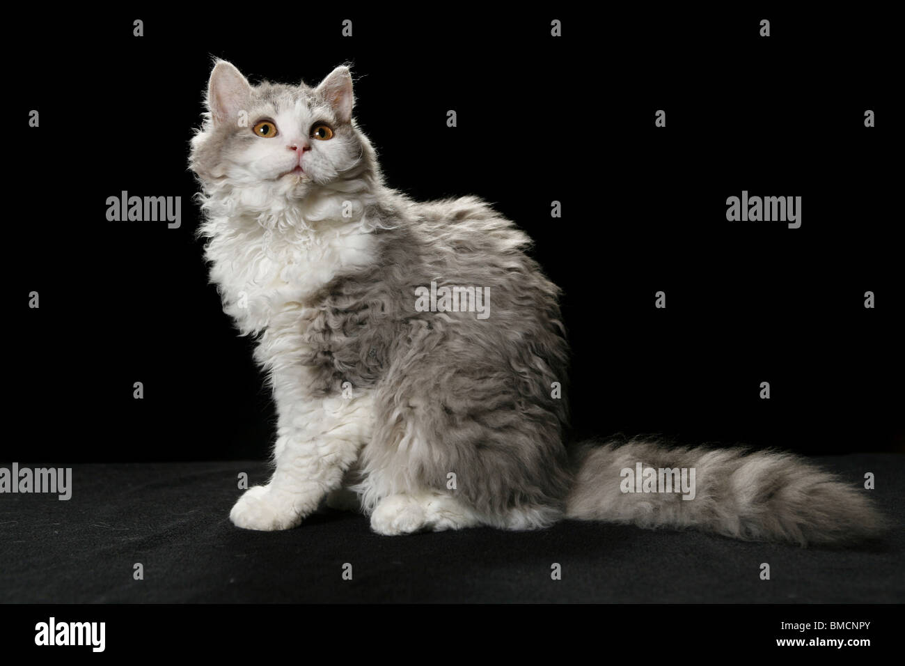 sitzende Selkirk Rex / sitting Selkirk Rex Stock Photo - Alamy