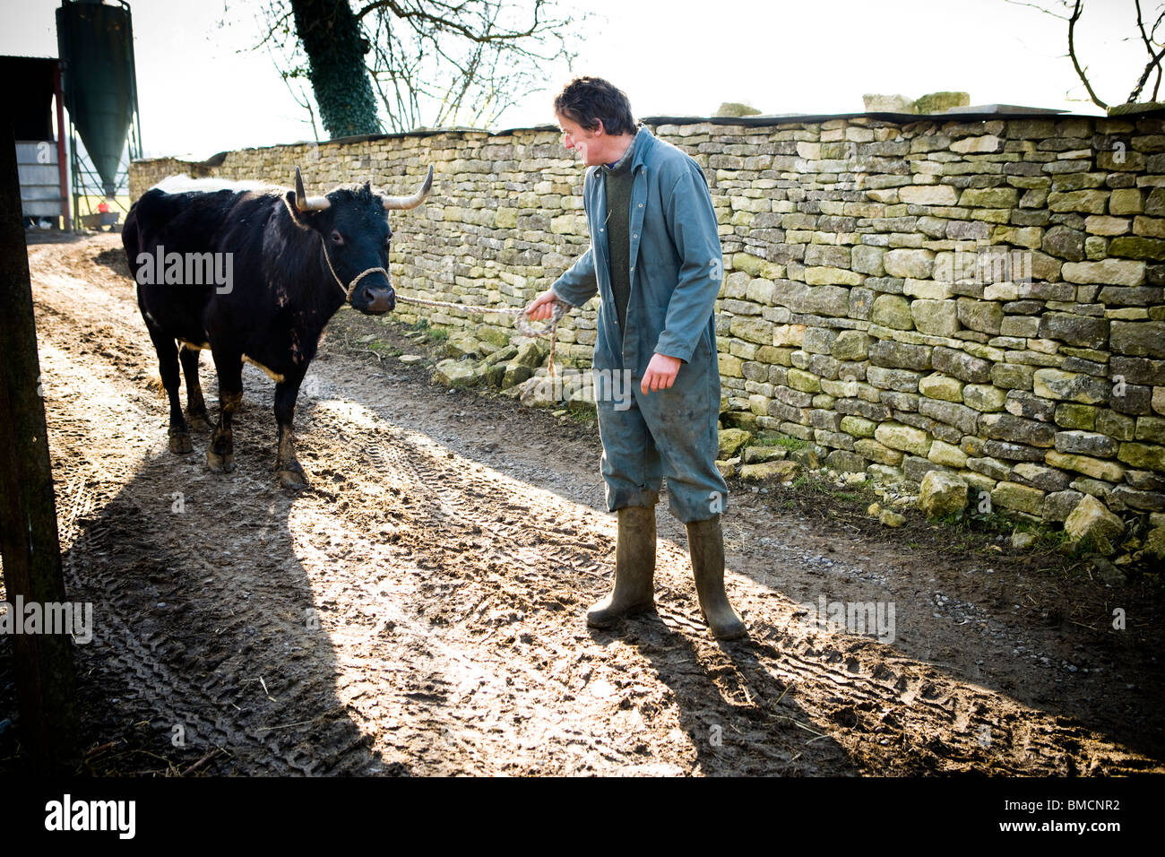 Farmer Jonathan Crump with one of his Gloucestershire cows at Standish ...