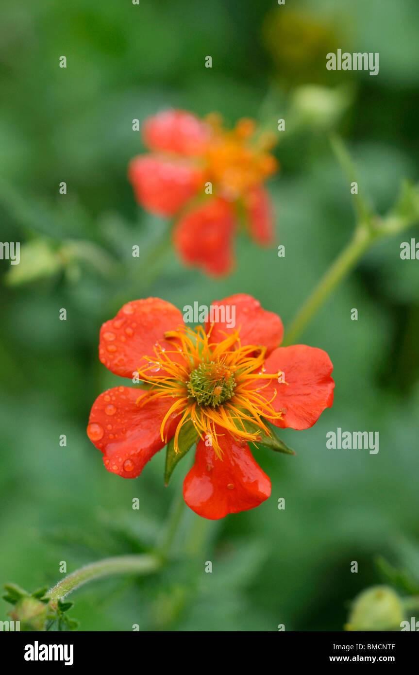 Red avens (Geum coccineum Stock Photo - Alamy