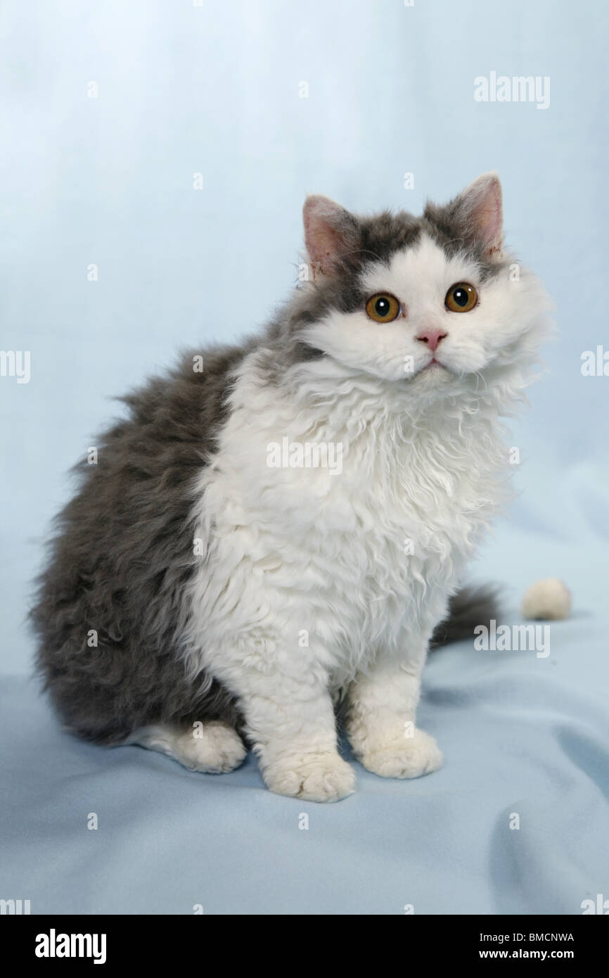 sitzende Selkirk Rex / sitting Selkirk Rex Stock Photo - Alamy