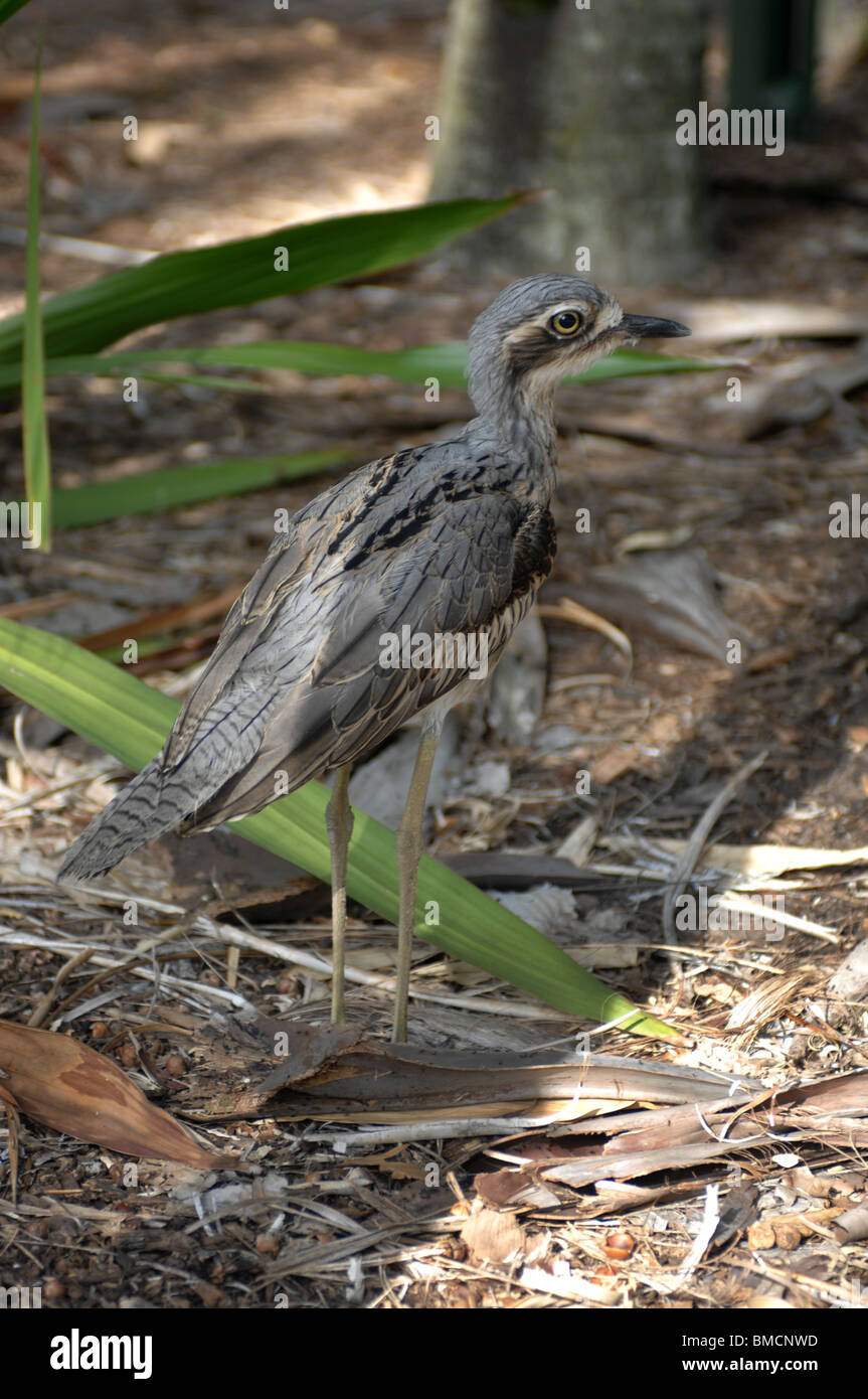 Bush Stone Curlew Botanical Gardens, Brisbane, Queensland, Australia ...