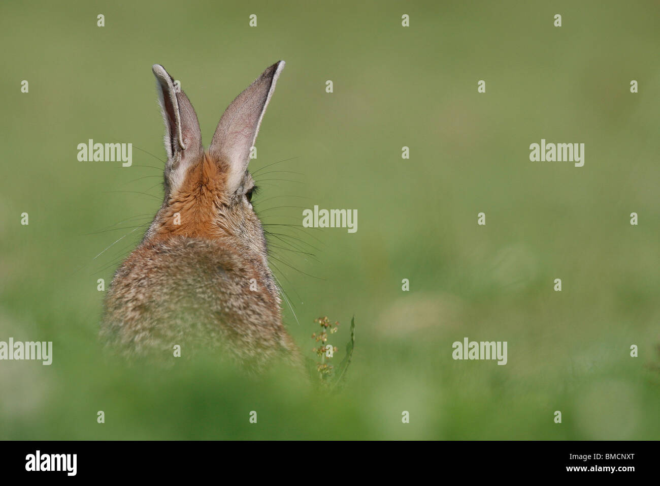 Rabbit Back View High Resolution Stock Photography and Images - Alamy