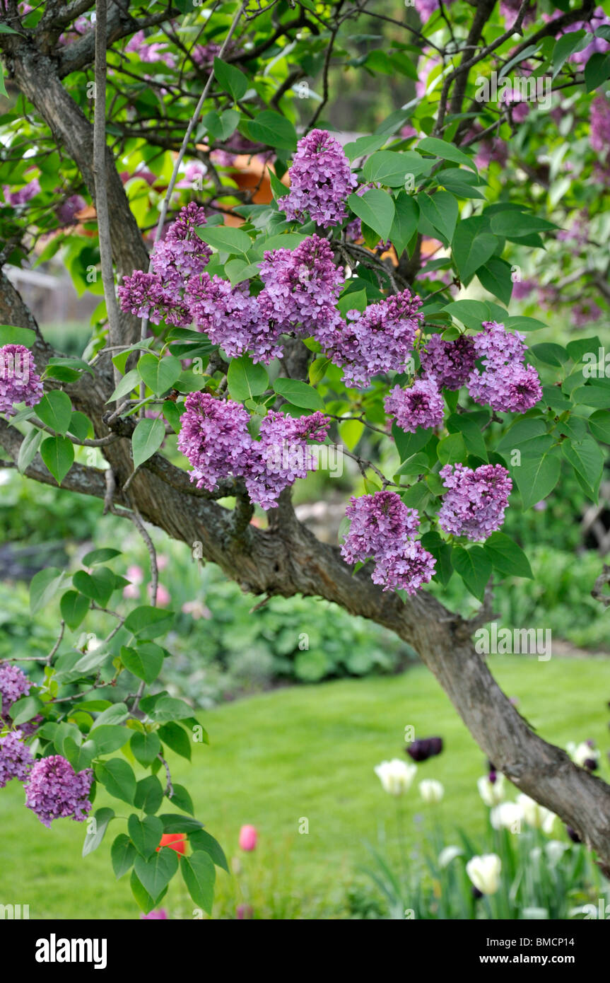 Common lilac (Syringa vulgaris Stock Photo - Alamy
