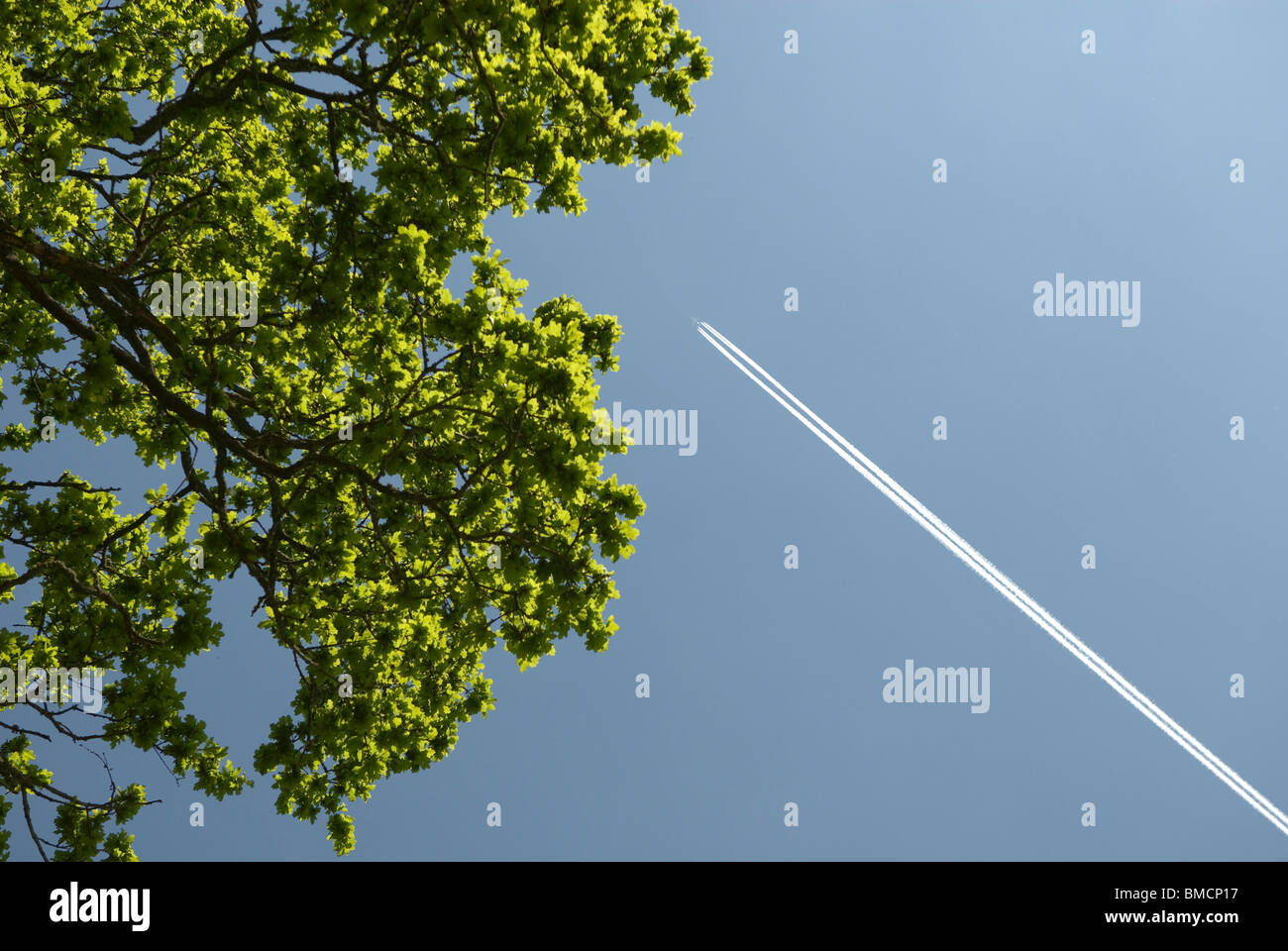tree and aeroplane Stock Photo - Alamy