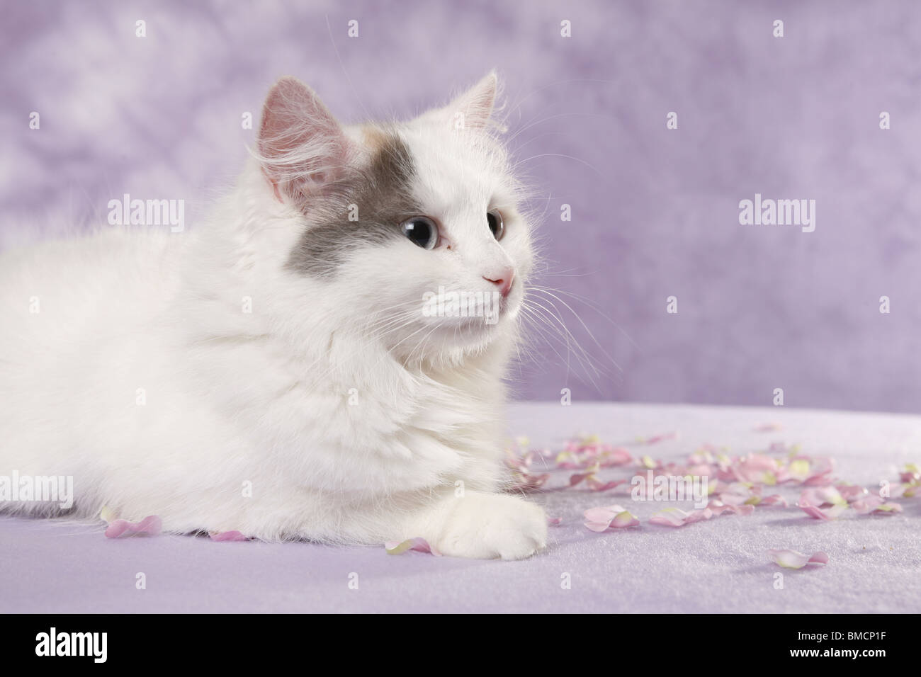 Female turkish van hi-res stock photography and images - Alamy