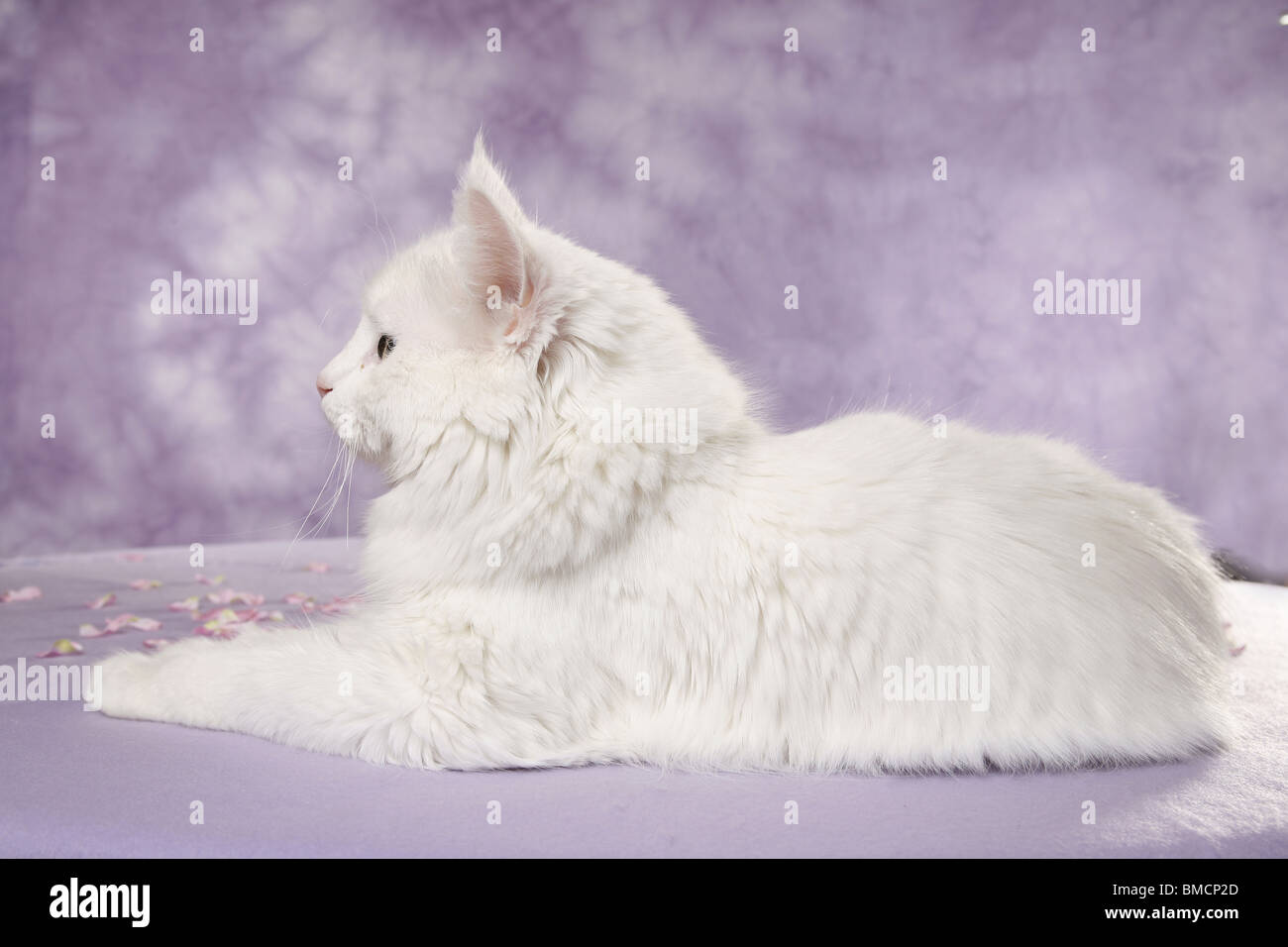 Vankatze High Resolution Stock Photography and Images - Alamy