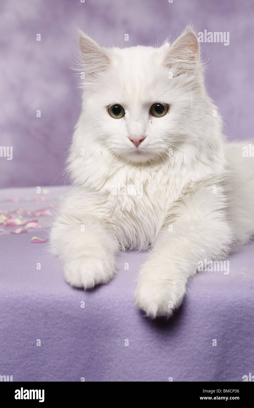 Vankatze hi-res stock photography and images - Alamy