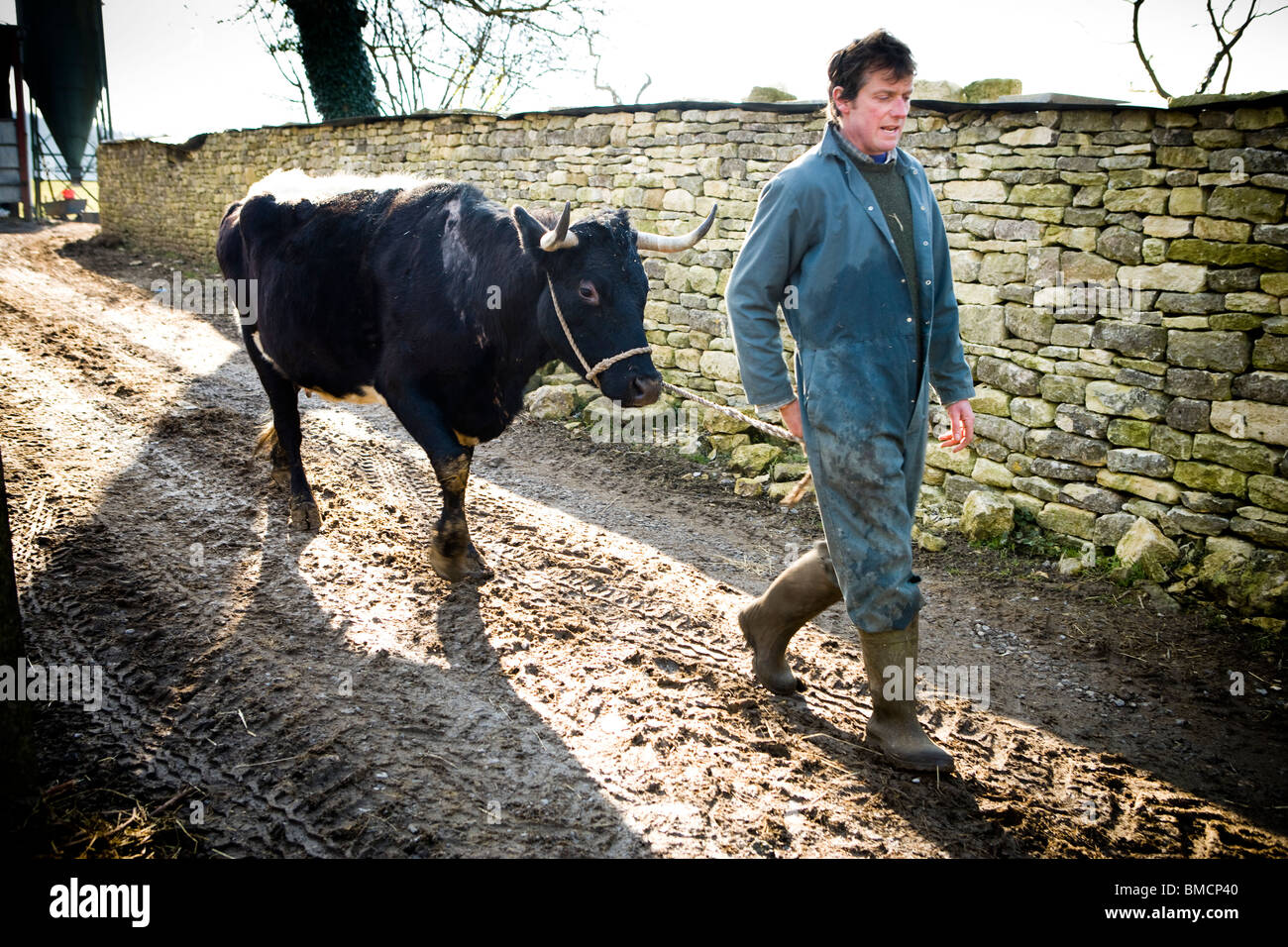 Farmer Jonathan Crump with one of his Gloucestershire cows at Standish ...