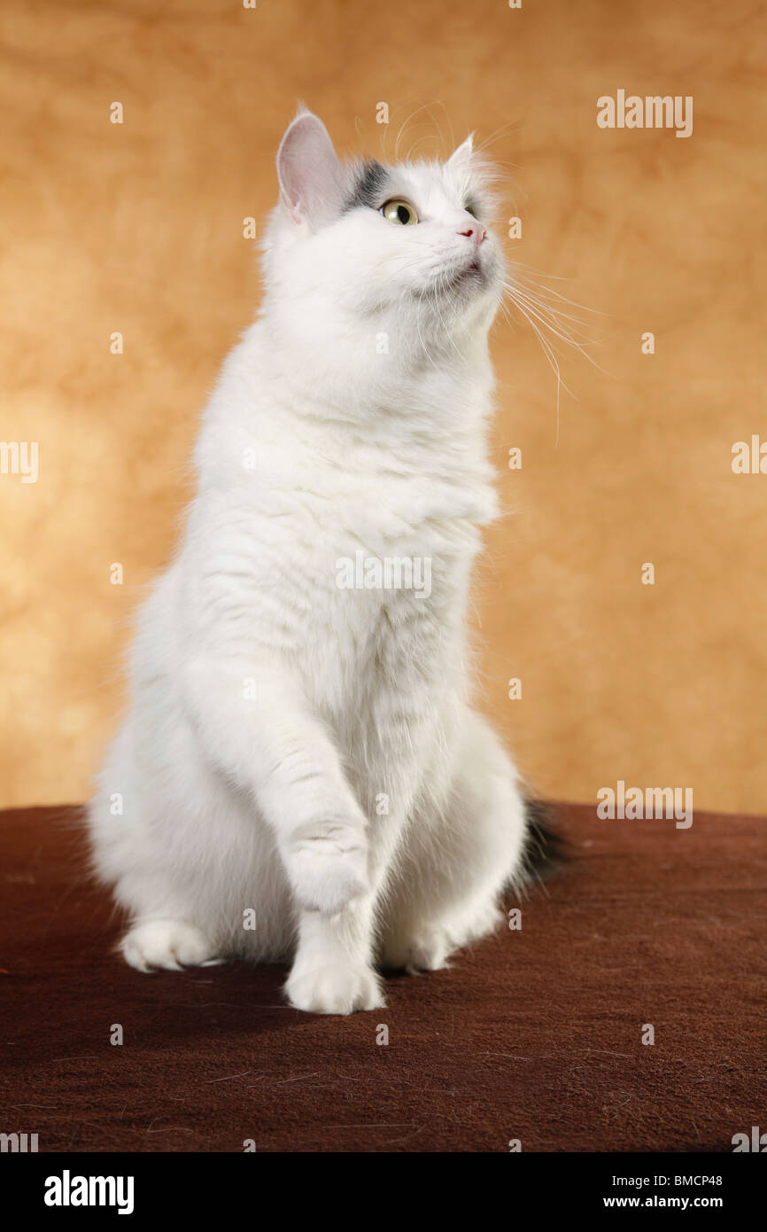 Vankatze hi-res stock photography and images - Alamy